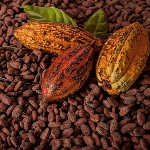 Cocoa Beans Supplier - PT. Sepakat Multi Niaga